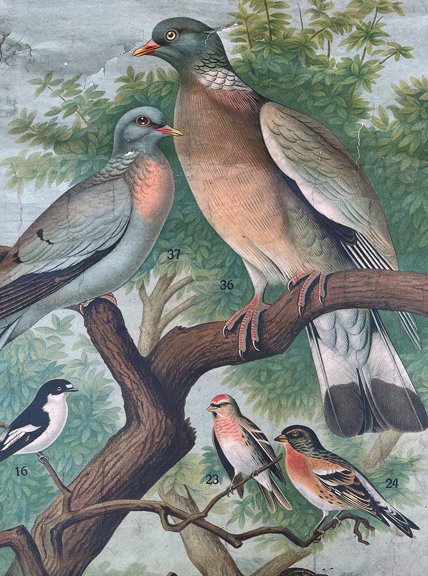 A Vintage Educational Bird Chart - IntoVintage.co.uk – Intovintage.co.uk
