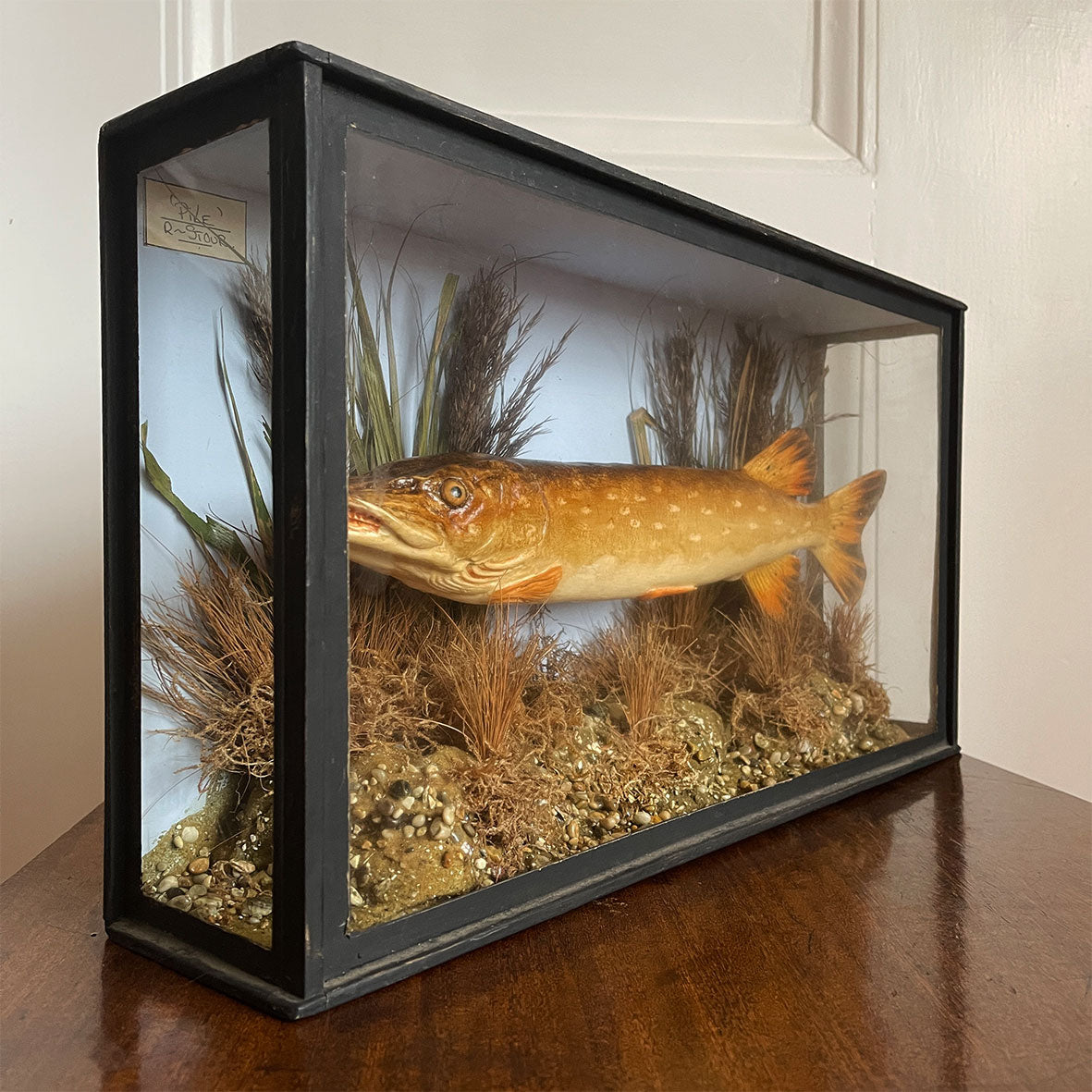 A Pike Display Case - IntoVintage.co.uk – Intovintage.co.uk